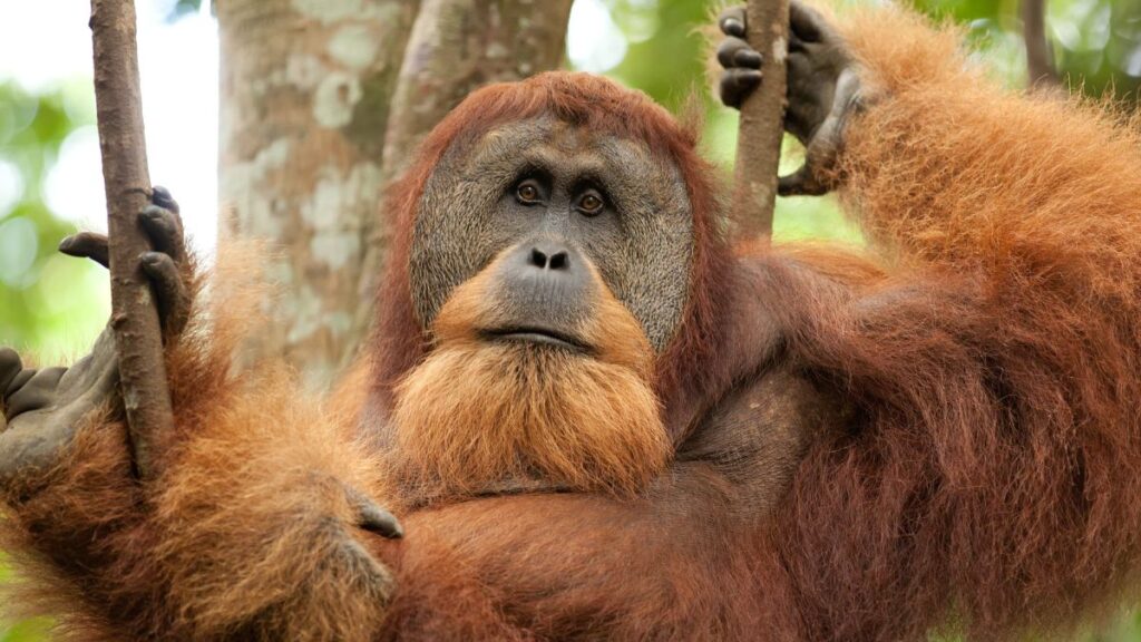 Healing Instincts - Orangutan Named Rakus Uses Medicinal Leaves to ...